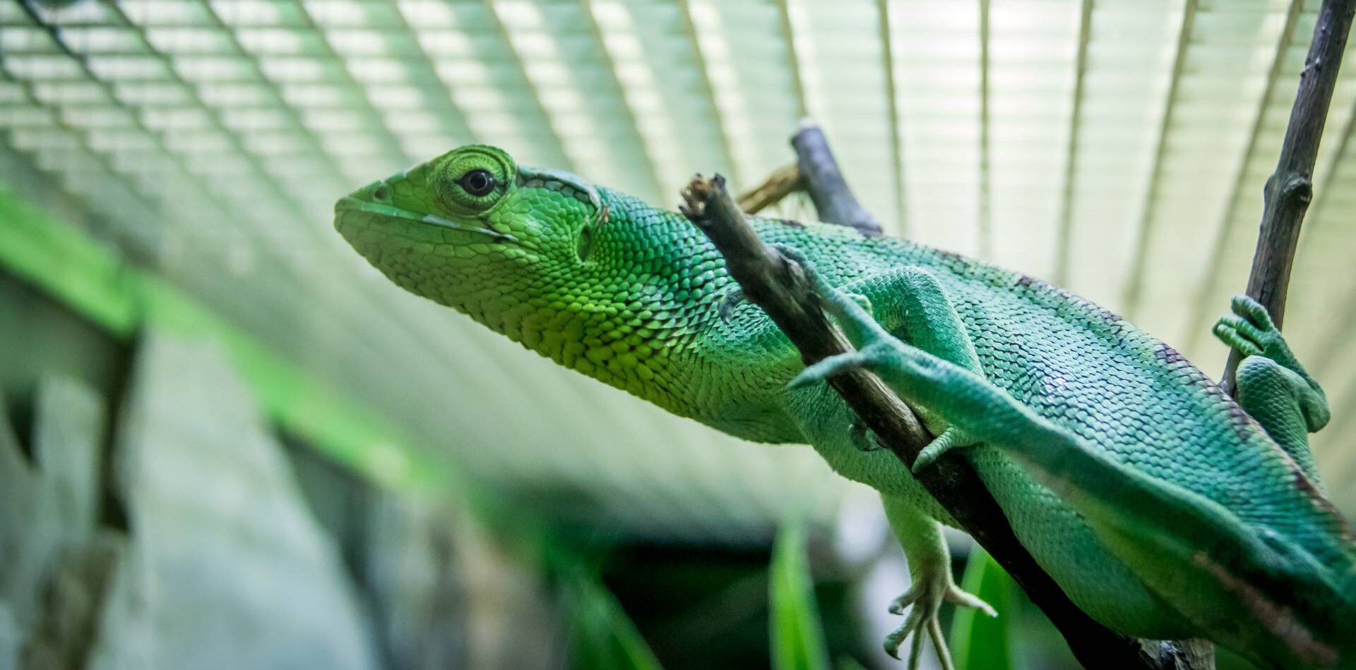 Pet Boarding, Greenacres, Palm Beach | The Bird And Exotic Hospital