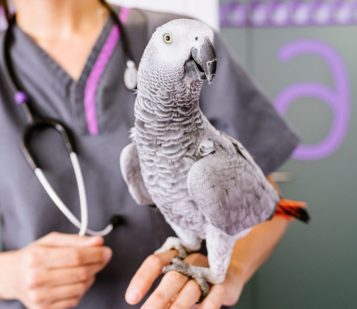The Bird & Exotic Hospital | About Us