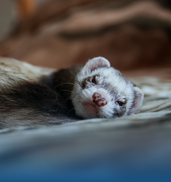 Exotic Veterinarian Greenacres, FL | Bird & Exotic Hospital