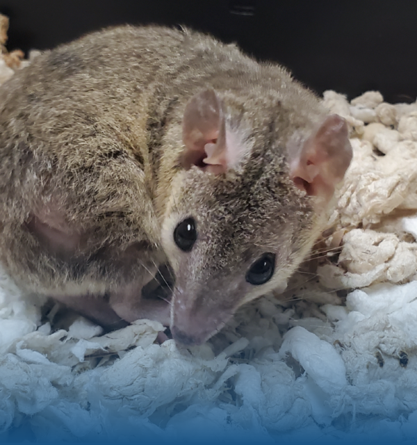 Exotic Veterinarian Greenacres, FL | Bird & Exotic Hospital