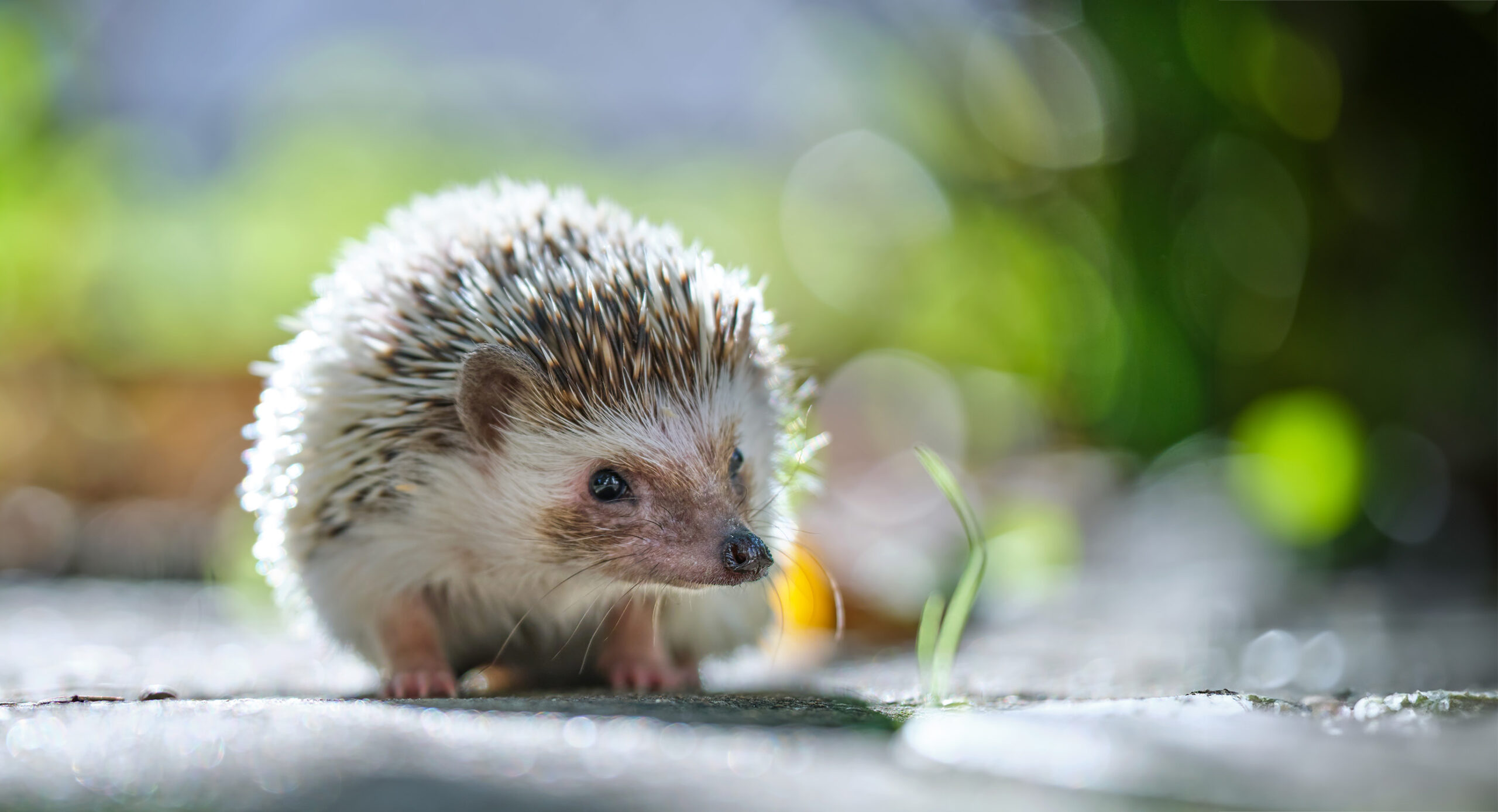 Hedgehog Veterinarian Greenacres, Fort Lauderdale, FL